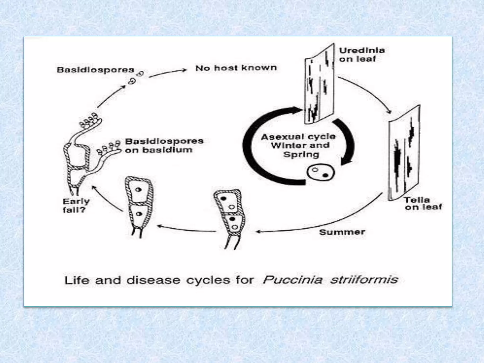 Rust diseases of wheat | PPTX