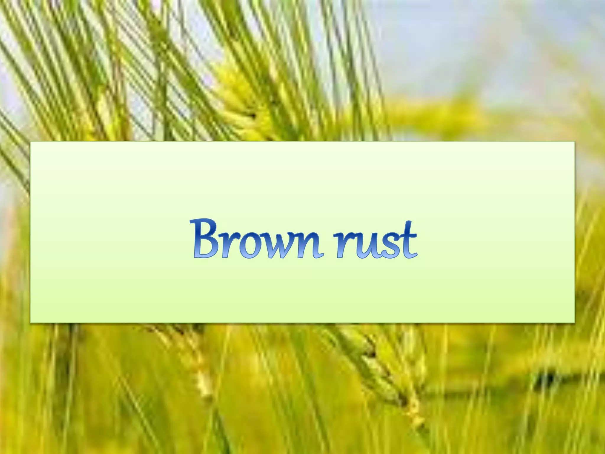 Rust diseases of wheat | PPTX