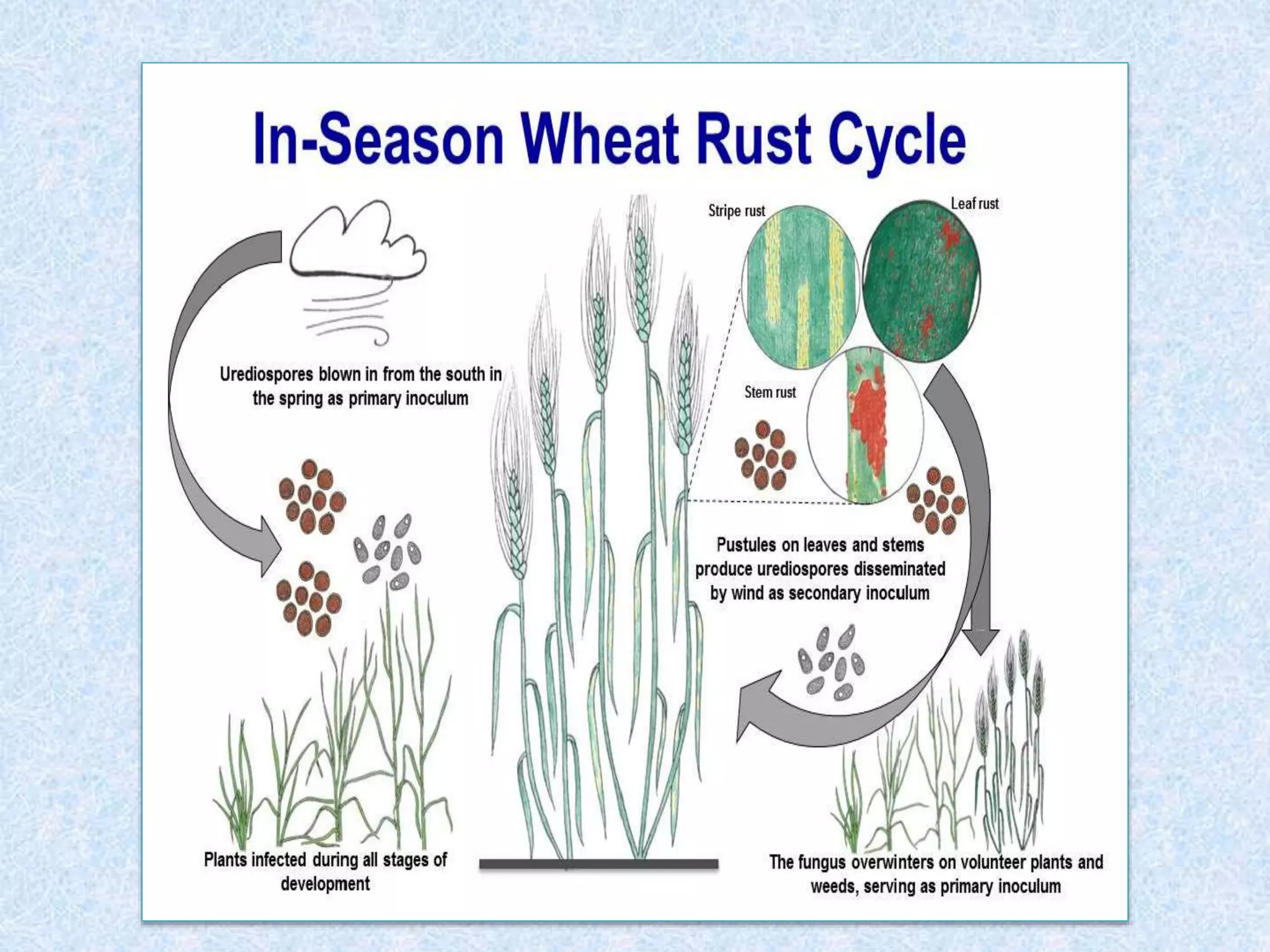 Rust diseases of wheat | PPTX