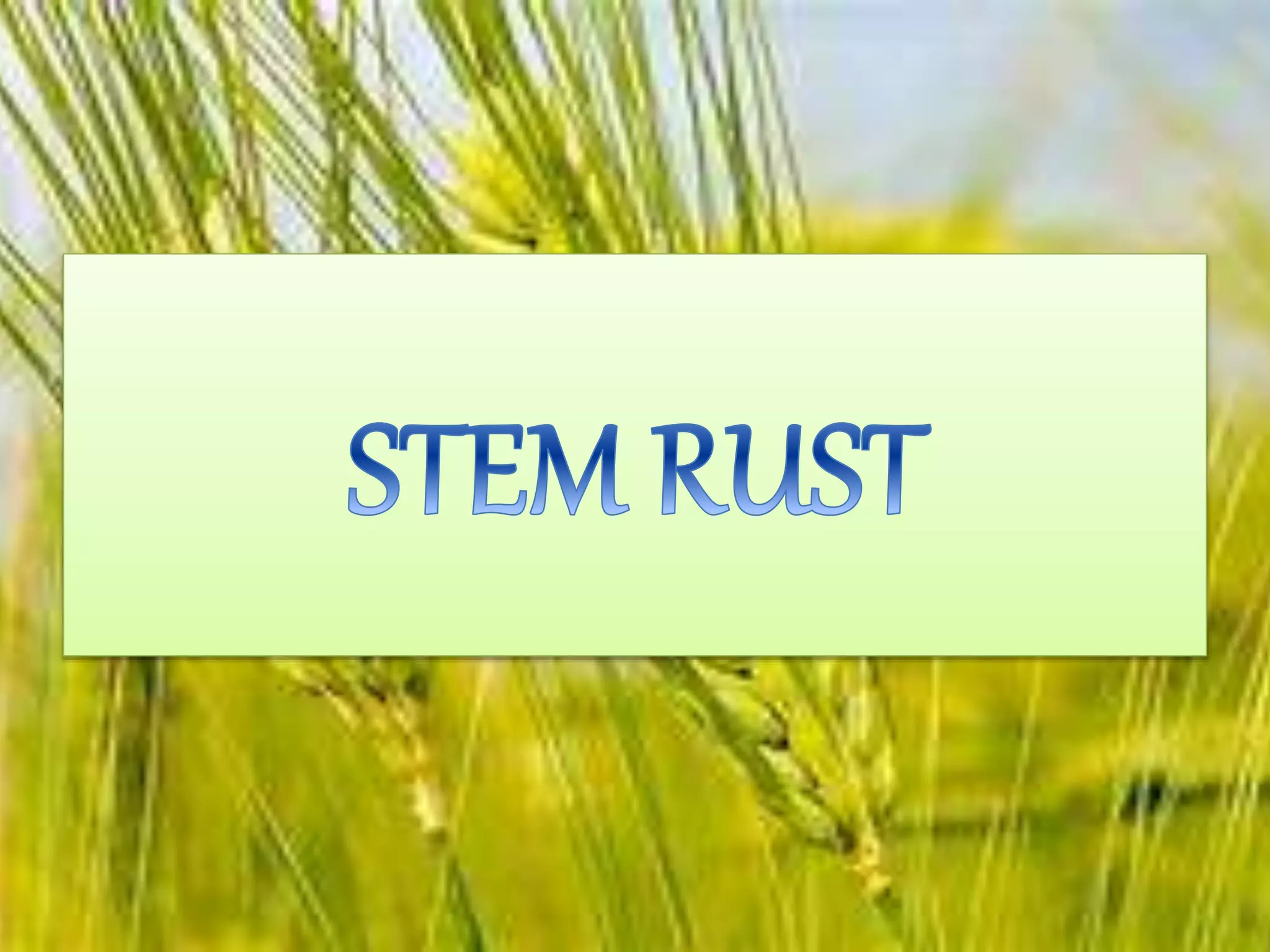 Rust diseases of wheat | PPTX