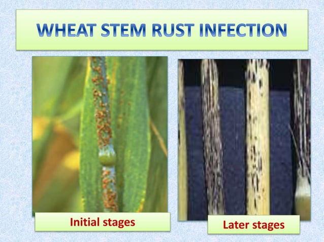Rust diseases of wheat | PPTX