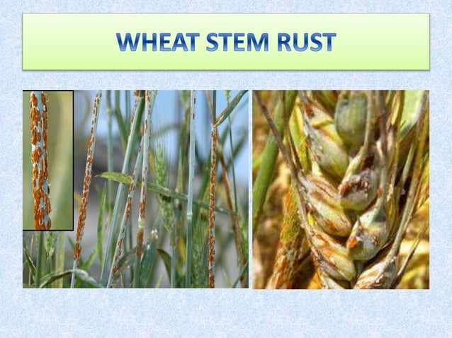 Rust diseases of wheat | PPTX