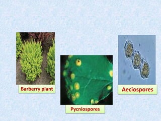 Rust diseases of wheat | PPTX