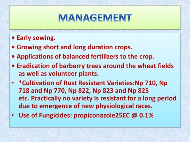 Rust diseases of wheat | PPTX