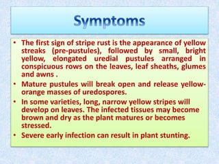Rust diseases of wheat | PPTX