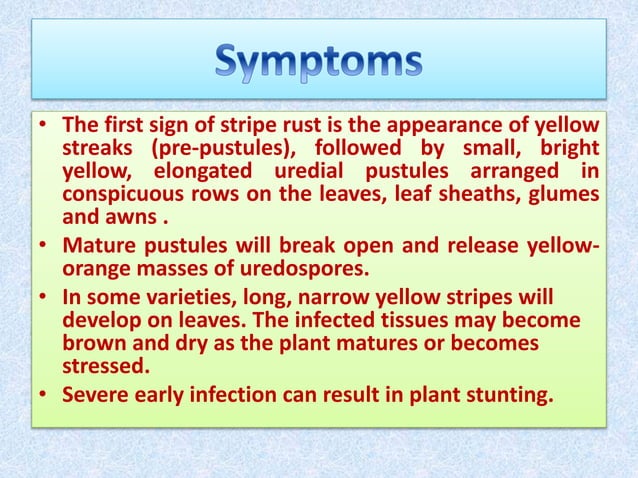 Rust diseases of wheat | PPTX