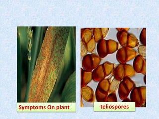 Rust diseases of wheat | PPTX