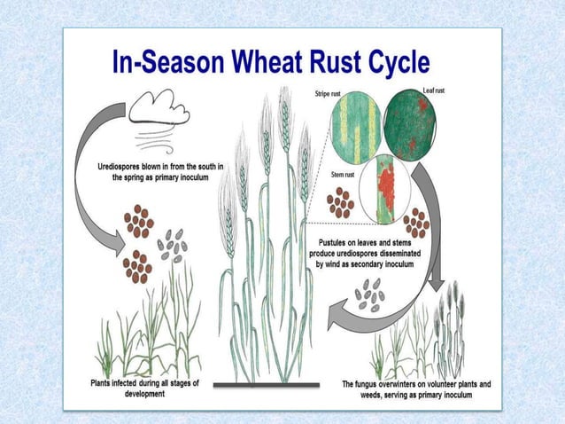 Rust diseases of wheat | PPTX