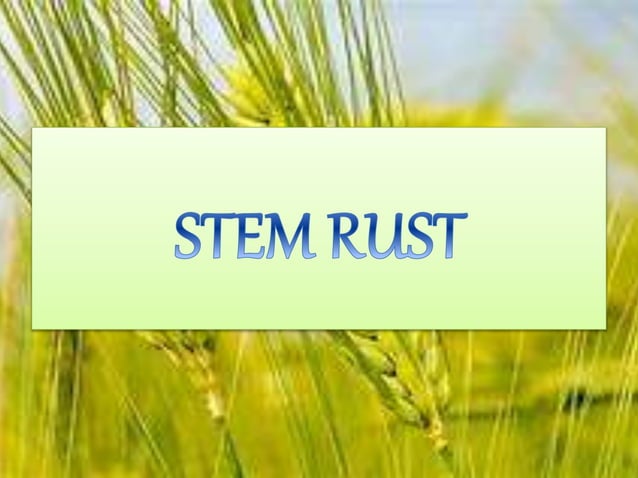 Rust diseases of wheat | PPTX