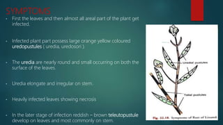 Rust of linseed | PPTX