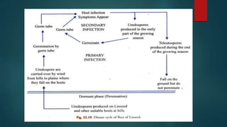 Rust of linseed | PPTX