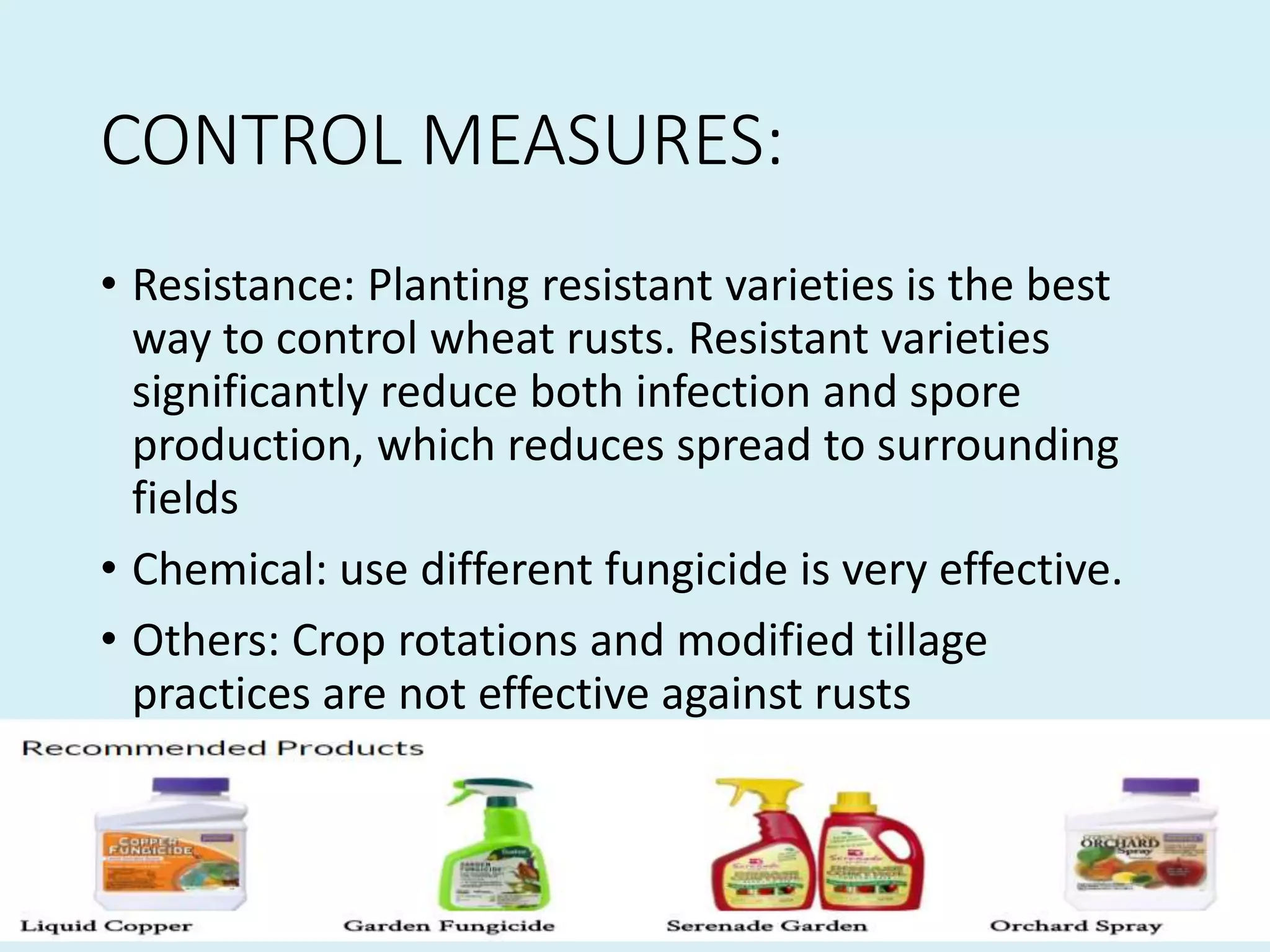 Rust of wheat | PPTX