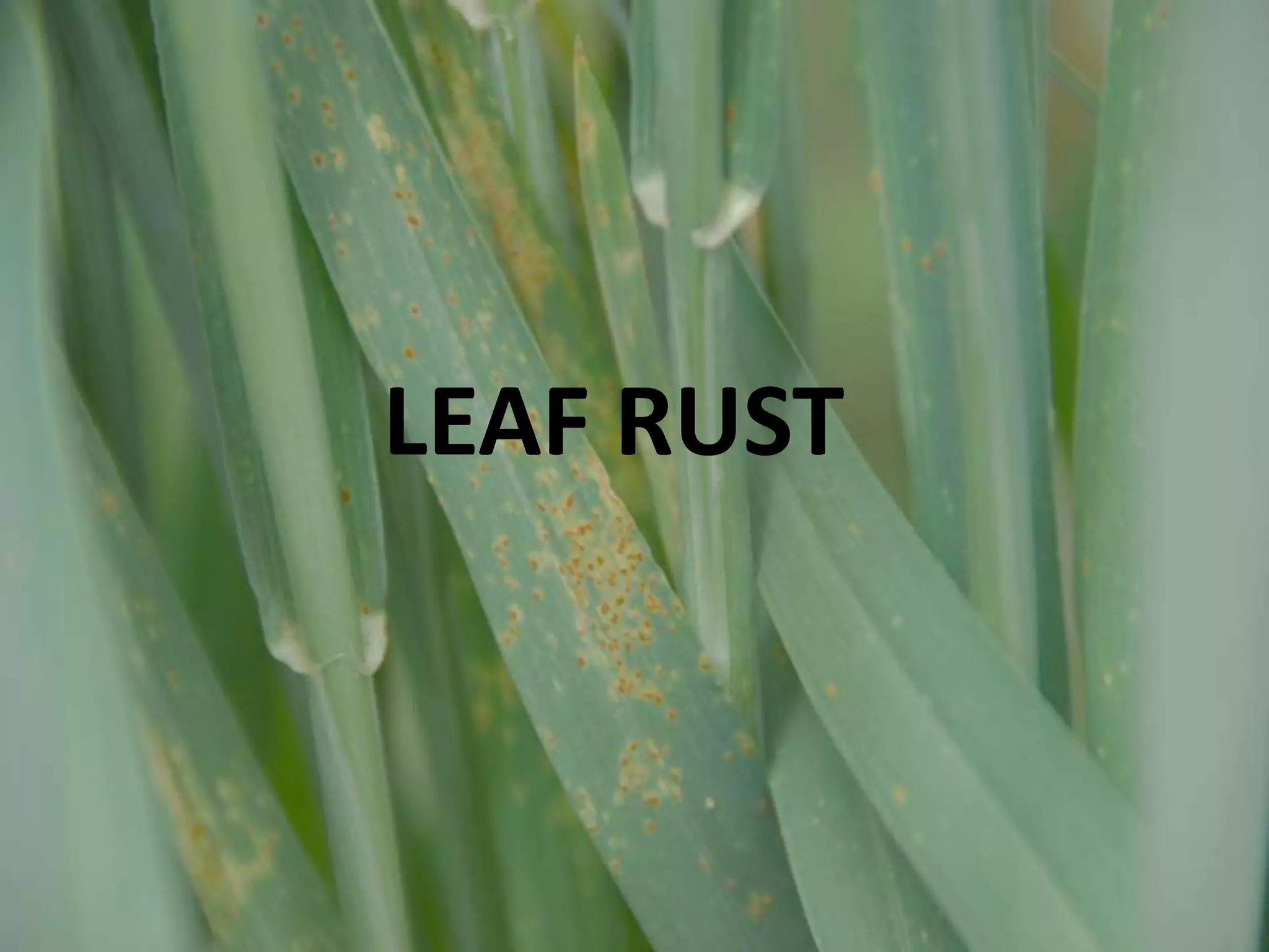 Rust of wheat | PPTX