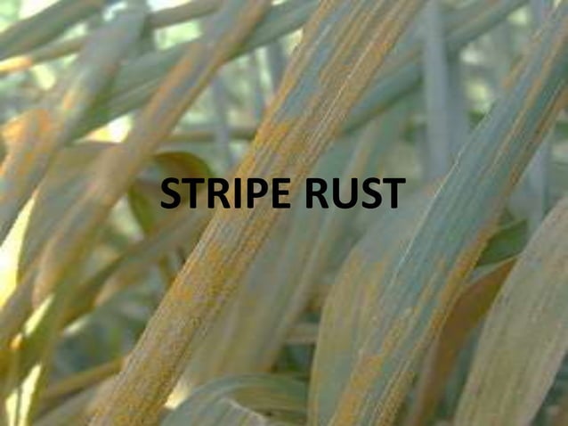 Rust of wheat | PPTX