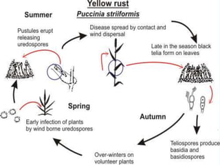 Rust of wheat | PPTX