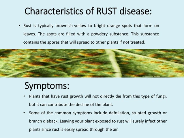 Rust of wheat | PPTX