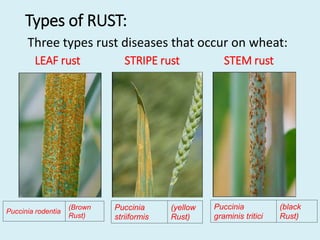 Rust of wheat | PPTX