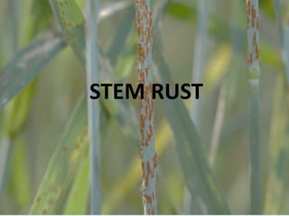 Rust of wheat | PPTX