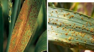 Rust of wheat | PPTX