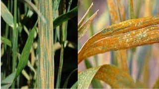 Rust of wheat | PPTX