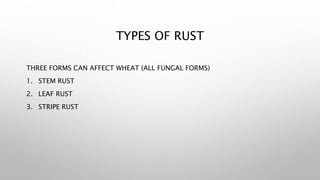Rust of wheat | PPTX