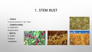 Rust of wheat | PPTX