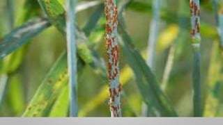 Rust of wheat | PPTX