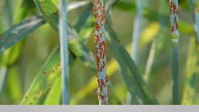 Rust of wheat | PPTX