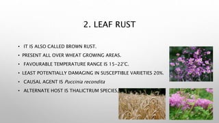 Rust of wheat | PPTX