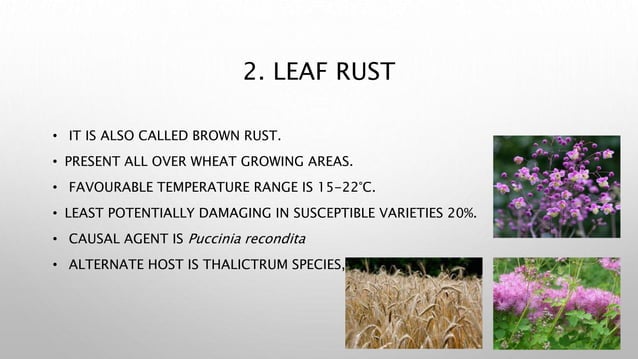 Rust of wheat | PPTX