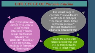 RUST OF WHEAT/ A FUNGAL DISEASE/ LIFE CYCLE/ SYMPTOMS/ MANAGEMENT | PPTX