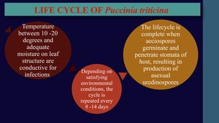 RUST OF WHEAT/ A FUNGAL DISEASE/ LIFE CYCLE/ SYMPTOMS/ MANAGEMENT | PPTX