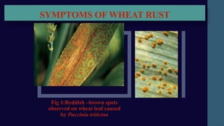RUST OF WHEAT/ A FUNGAL DISEASE/ LIFE CYCLE/ SYMPTOMS/ MANAGEMENT | PPTX