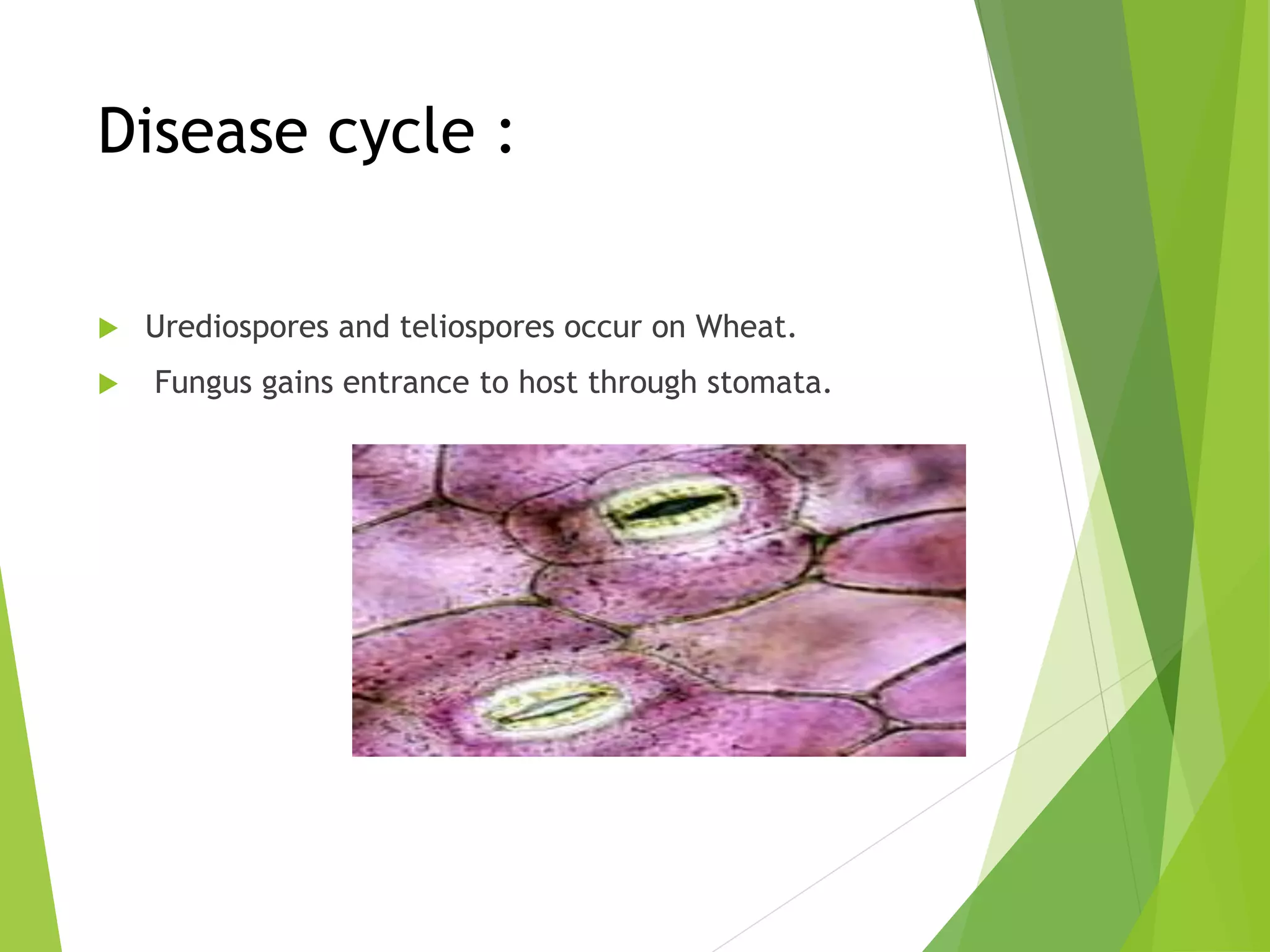 stem rust of wheat | PPTX