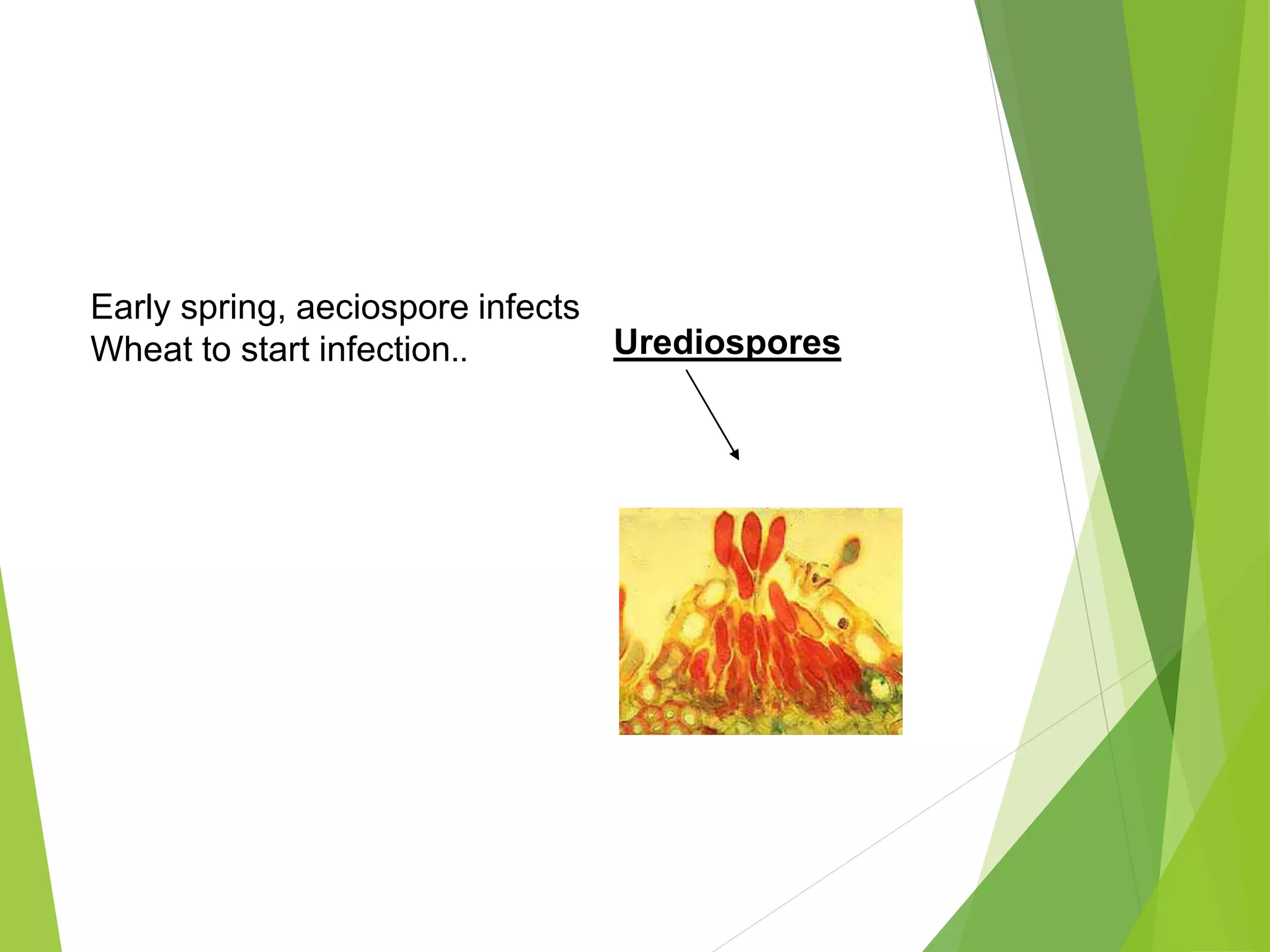 stem rust of wheat | PPTX