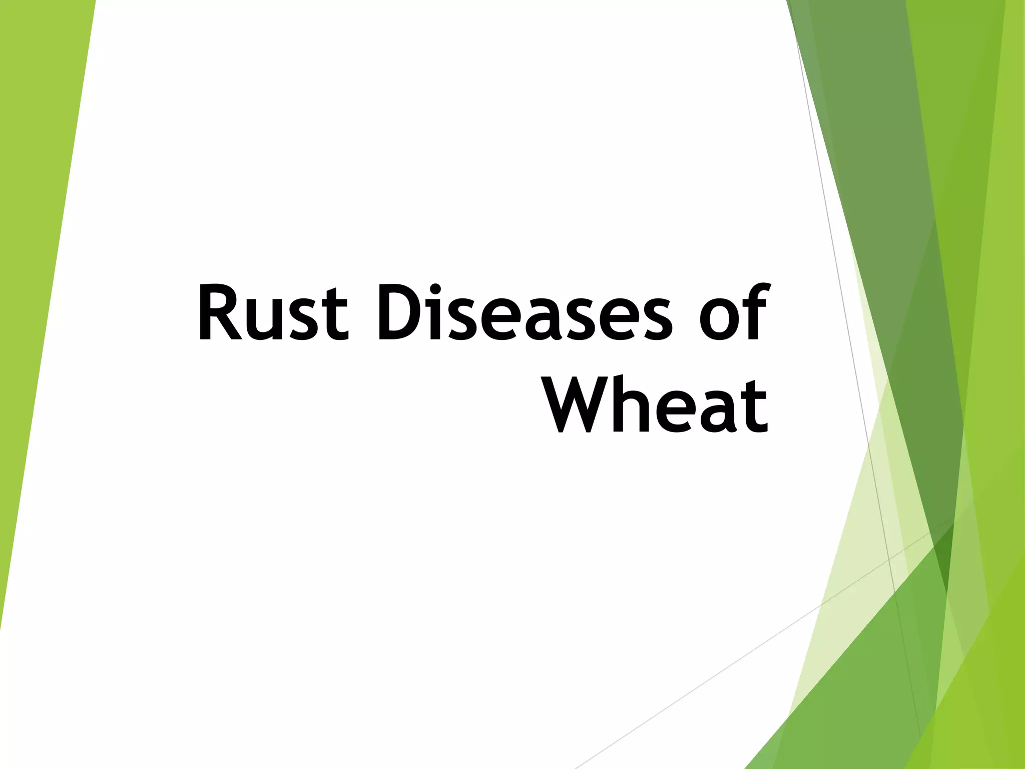 stem rust of wheat | PPTX