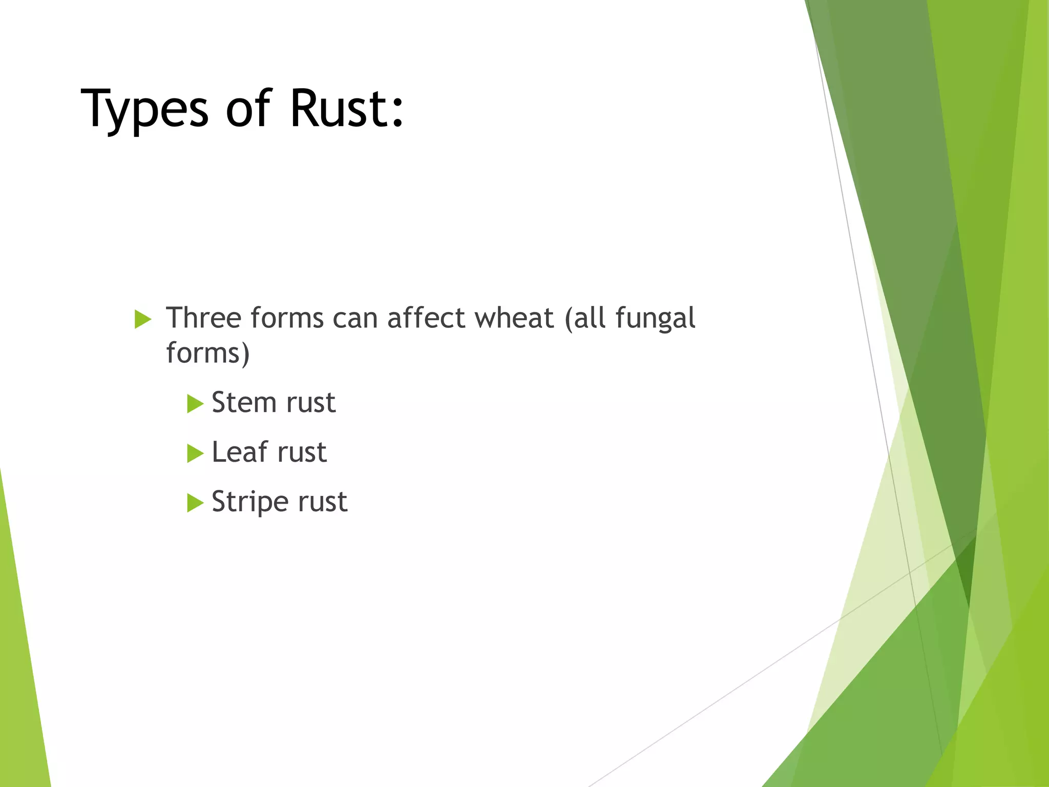 stem rust of wheat | PPTX