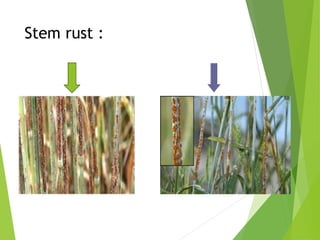 stem rust of wheat | PPTX