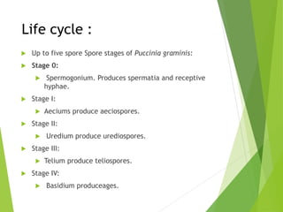 stem rust of wheat | PPTX