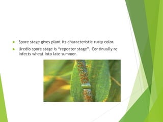 stem rust of wheat | PPTX
