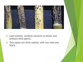 stem rust of wheat | PPTX