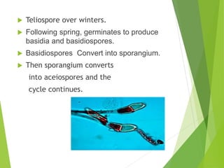 stem rust of wheat | PPTX