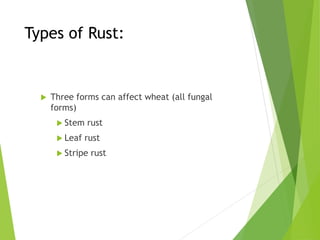 stem rust of wheat | PPTX