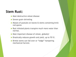 stem rust of wheat | PPTX
