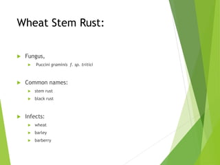 stem rust of wheat | PPTX