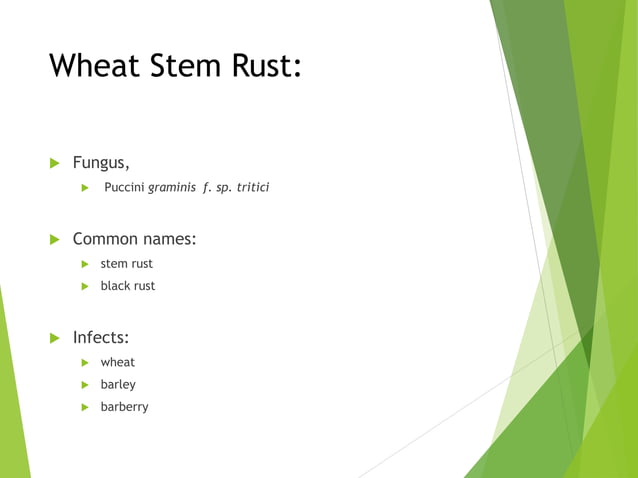 stem rust of wheat | PPTX
