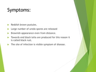 stem rust of wheat | PPTX