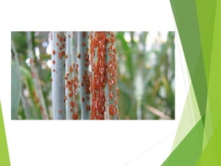 stem rust of wheat | PPTX