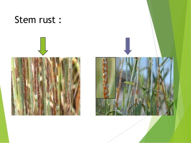 stem rust of wheat