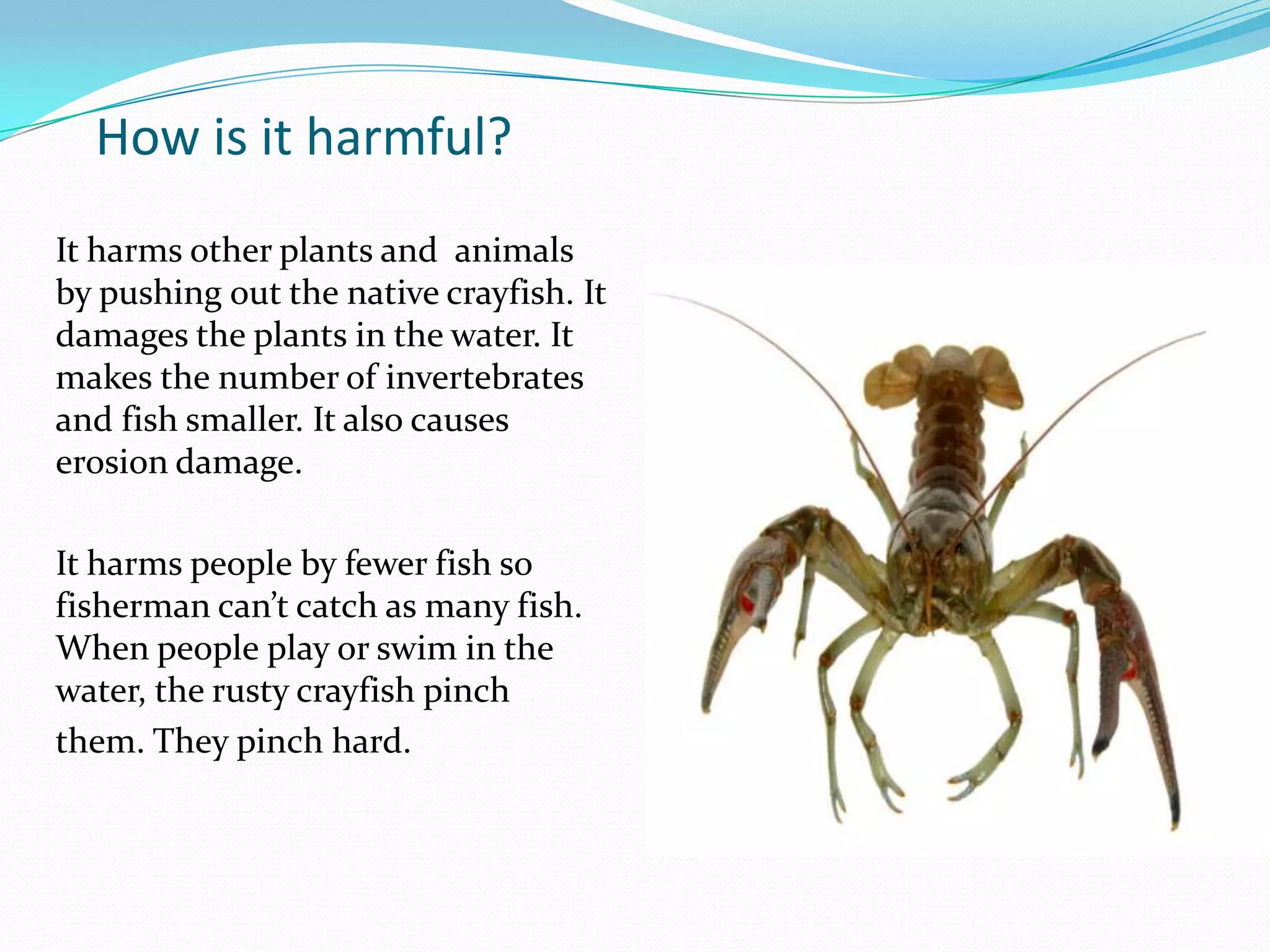 Rusty crayfish powerpoint.pptx kevin | PPTX